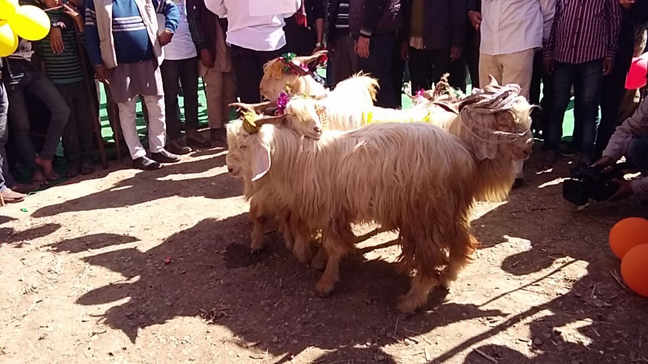 Pics:जब बकरियों ने लिए सात फेरे, खाई साथ जीने मरने की कसम - Goat ...