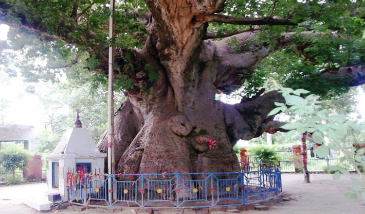 The Story Of Parijaat Tree Of Kintoor, How It Came On Earth - Amar ...