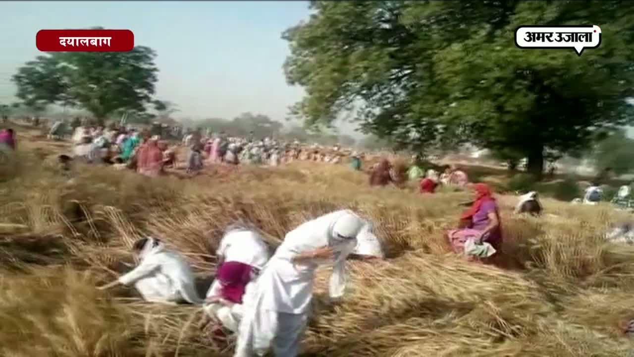 आगरा:फसल कटाई जुटा पूरा गांव - Villagers Cutting Crops In Dayalbagh ...