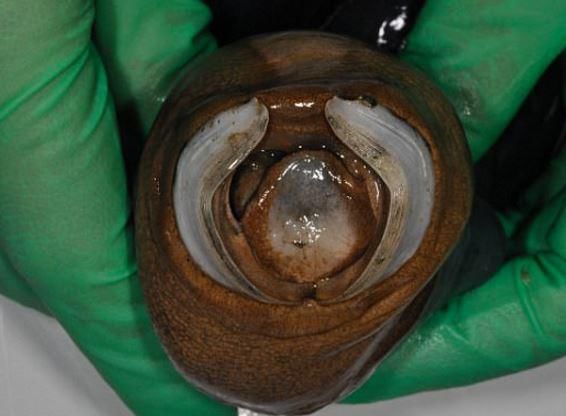 Scientists Have Finally Glimpsed A Huge, Black Five-foot-long Worm ...