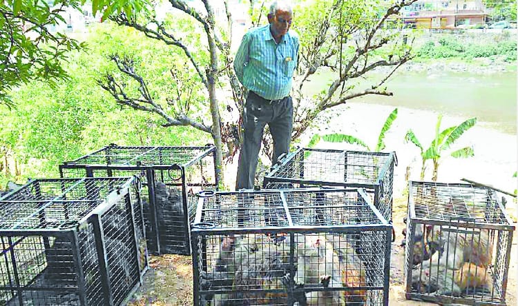 150 कटखने बंदर पकड़े - 150 Cracking Monkeys - Amar Ujala Hindi News Live