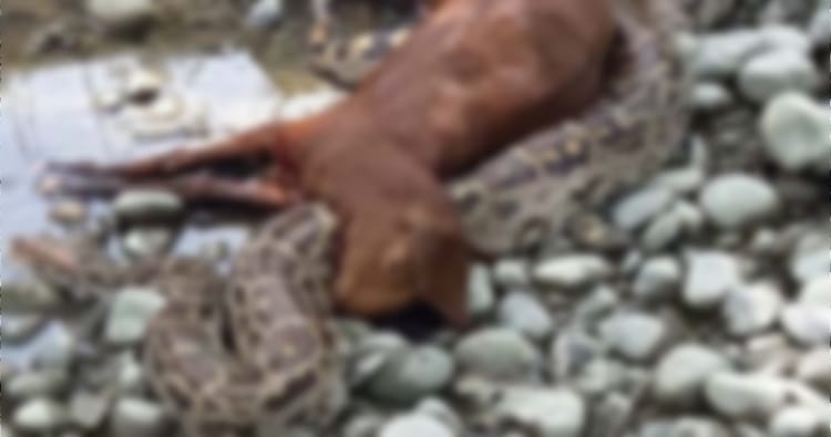 Python Swallows A Goat At Yamunanagar Of Haryana - Amar Ujala Hindi ...