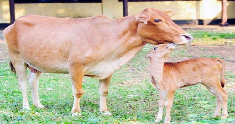 कैंसर के लिए फायदेमंद है इस गाय का दूध, जानें कैसे - Vechur Cow Protect ...