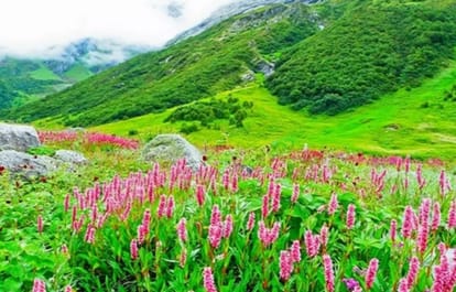 Uttarakhand Garhwal Fulo Ki Ghati Valley Of Flowers National Park ...