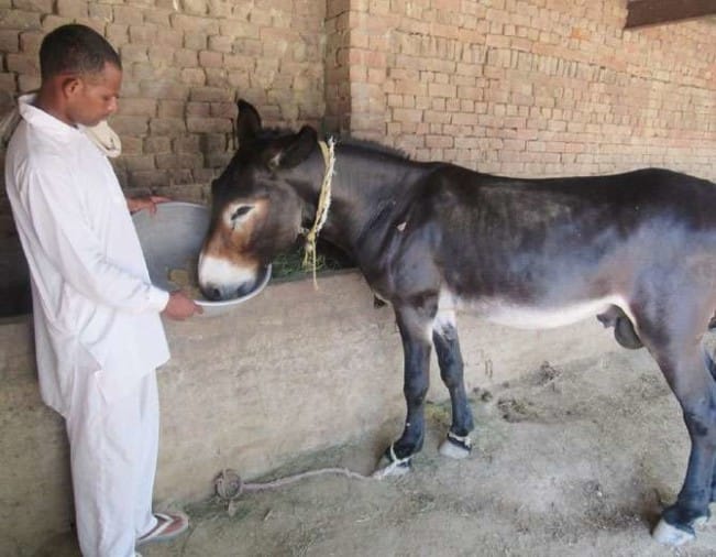 देखिए 10 लाख का अनोखा गधा, नाम है 'सुल्तान' और खुराक चौंकाने वाली ...
