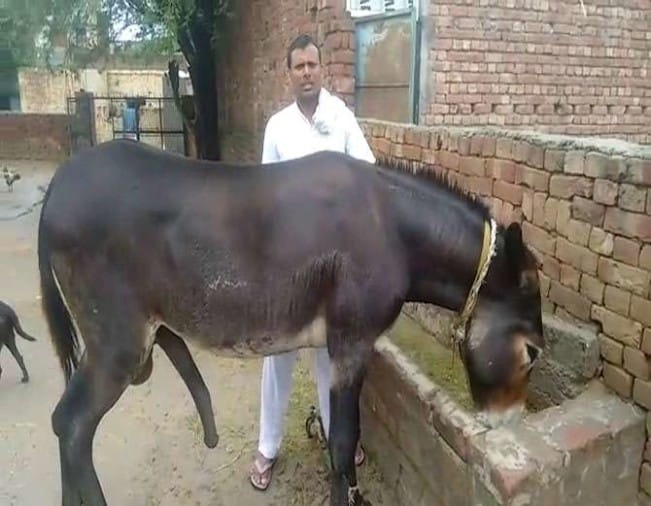 देखिए 10 लाख का अनोखा गधा, नाम है 'सुल्तान' और खुराक चौंकाने वाली ...