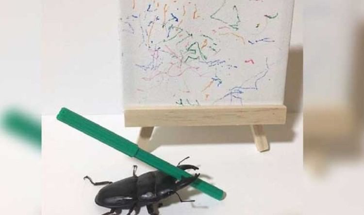 Meet Spike The Beetle Which Loves To Draw Art And Popular On Social ...
