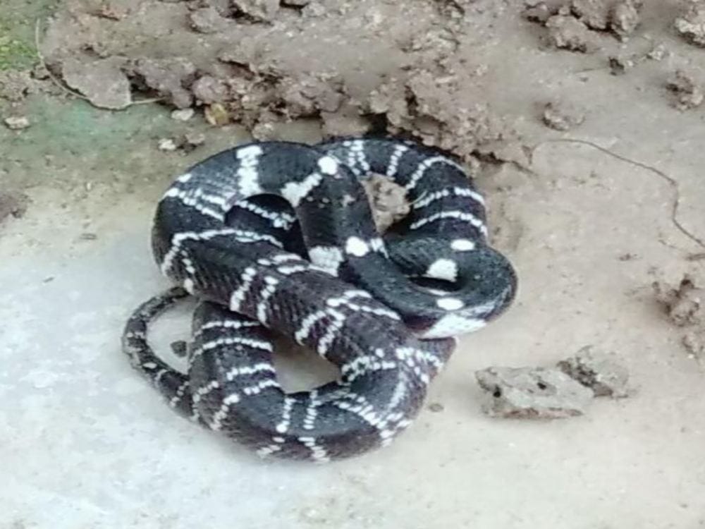 Most Poisonous Common Krait Snake Found In Water Tank - Amar Ujala ...
