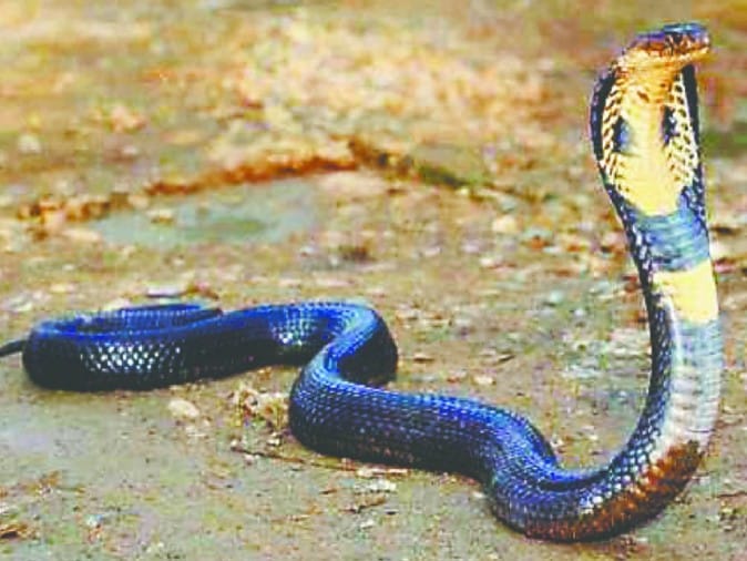 बैंक के लॉकर रूम में दिखा सांप, हड़कंप - Snake Seen In The Locker Room ...