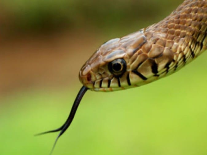 ऑर्डर किया था खिलौना सांप, पैकेट खोला तो निकली चीख - Real Snake ...