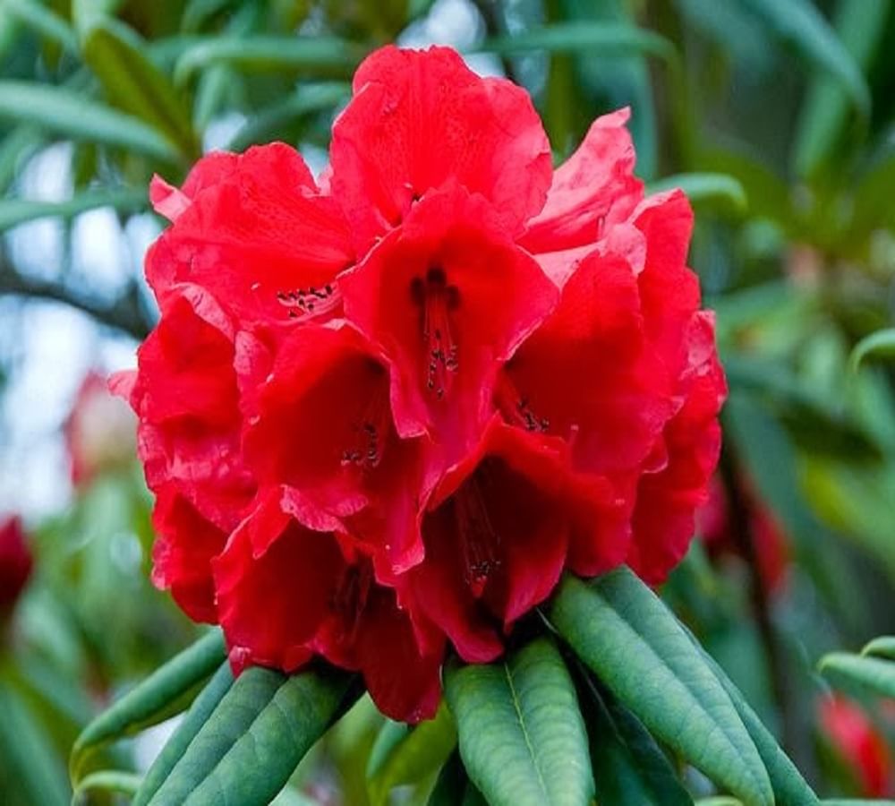 एनीमिया से लेकर जोड़ों के दर्द तक का दुश्मन है ये पहाड़ी 'लाल फूल ...