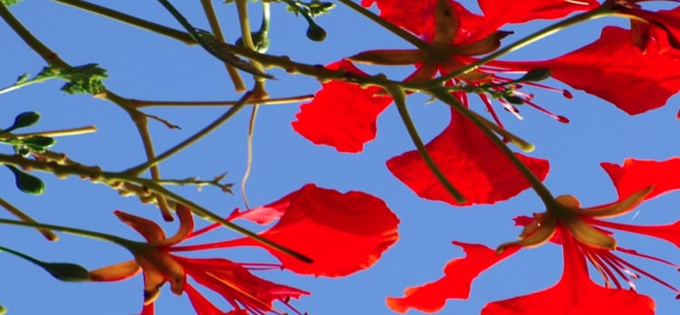 Gulmohar Ke Phool - Amar Ujala Kavya - हमारे पाठक सुभाष यादव के ...