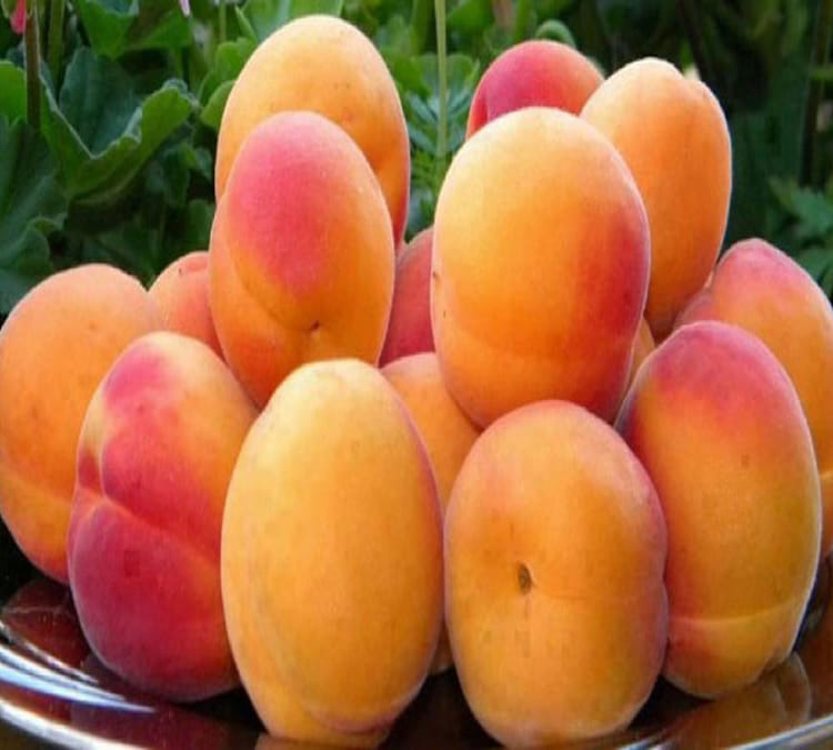 जंगली खुमानी चुल्लू पर संकट, मौसम की मार और वनीकरण नहीं होने से घट रहे ...