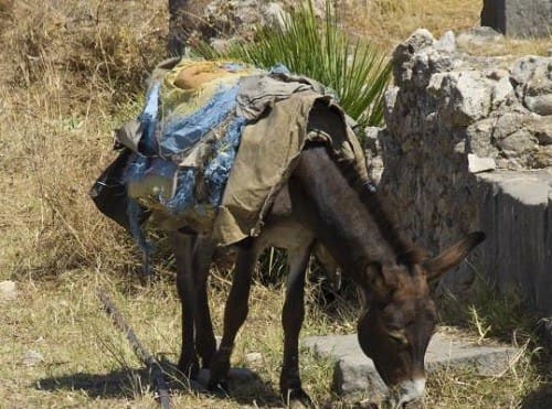 15 लड़कों ने एक गधे के साथ कर डाला ऐसा काम, खुद की जान पर आ गई आफत ...