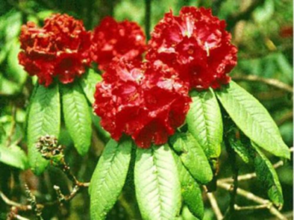 Benifits Of Buraansh Flower - Amar Ujala Hindi News Live - इस पेड़ के ...