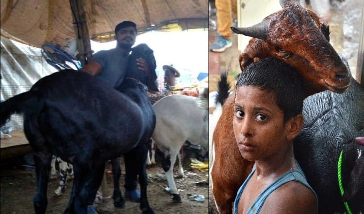 ये है 11 लाख का सुल्तान, रोज खाता है 10 किलो पत्ते, बिना बिस्तर नहीं ...