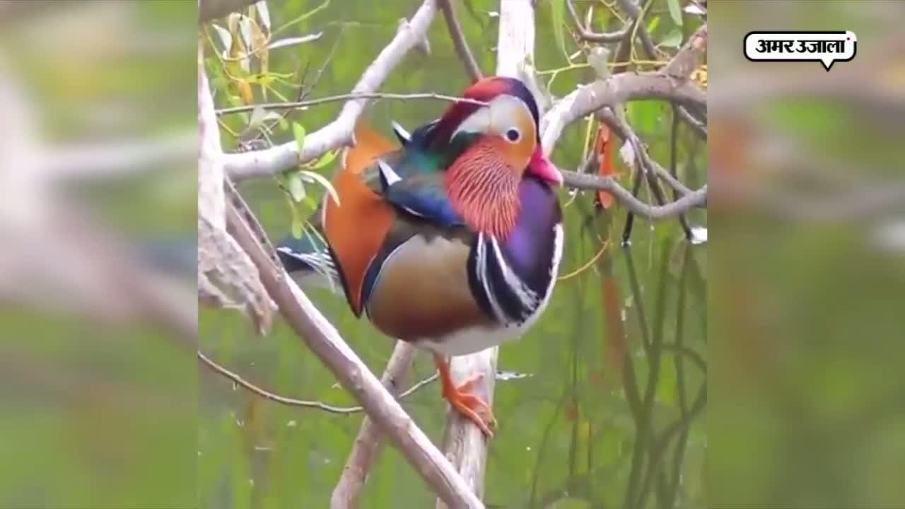 यही है वो सुरखाब, जिसके परों को लेकर कसे जाते हैं ताने - Ruddy Shelduck ...