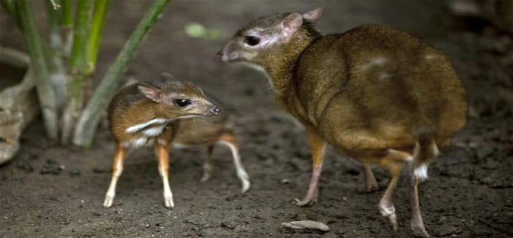After 112 Years Indian Mouse Deer Spotted In Chhattisgarh - Amar Ujala ...