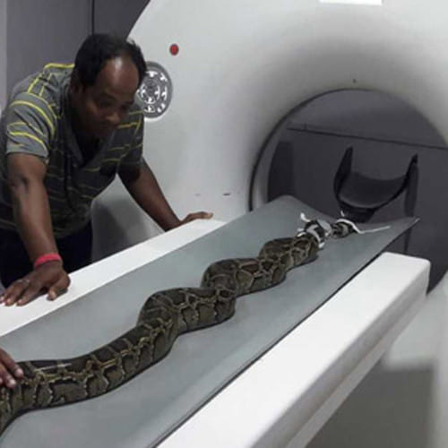 यहां निजी क्लीनिक में डॉक्टर्स ने किया 8 फुट लंबे सांप का Ct Scan ...