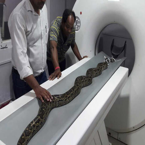 यहां निजी क्लीनिक में डॉक्टर्स ने किया 8 फुट लंबे सांप का Ct Scan ...