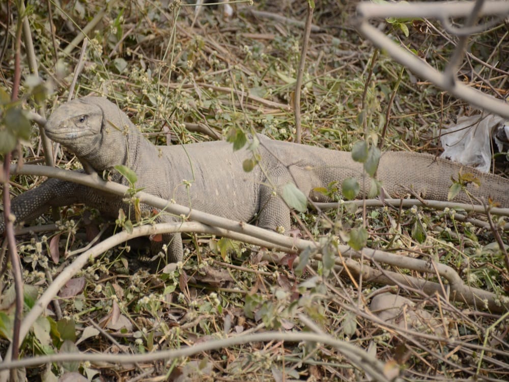 Shocking Pictures Of Big Bengal Lizard - Amar Ujala Hindi News Live ...
