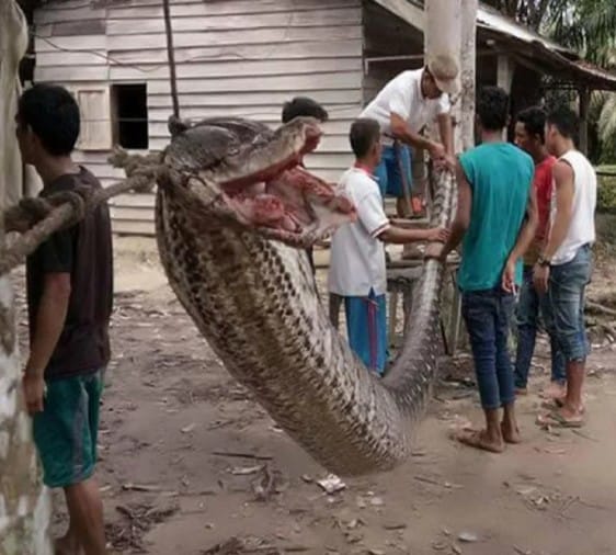 Security Guard Fight With Python Makes Everyone Surprise In Indonesia ...
