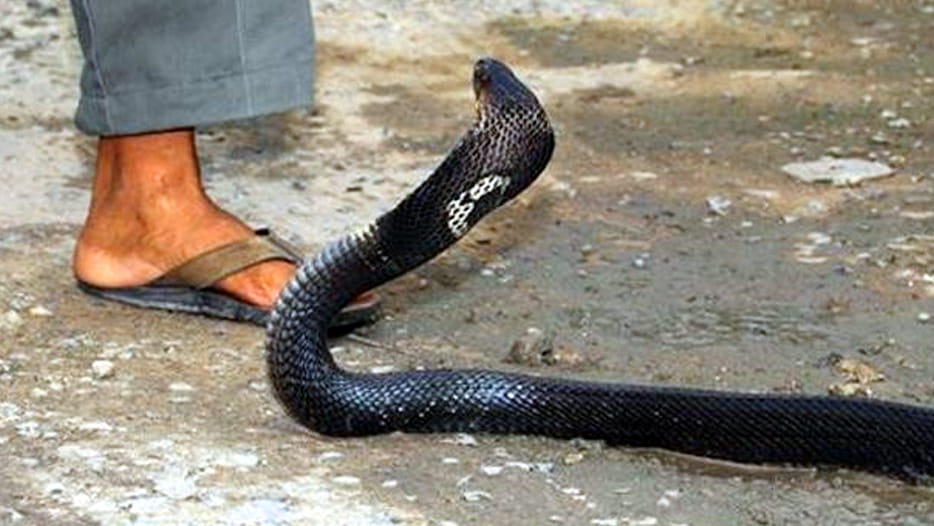 नाग की मौत और फिर ‘नागिन का बदला’ - After Revenge Of Naga Death Nagin ...