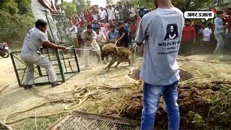 यहां लड़ते-लड़ते कुएं में जा गिरे लकड़बग्घे - Lakadbagha Fighting In ...