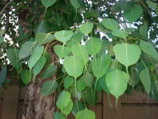 आखिर इस दिन ही क्यों की जाती है पीपल के पेड़ की पूजा - Why Is The ...