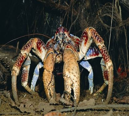how to cook crab in hindi
