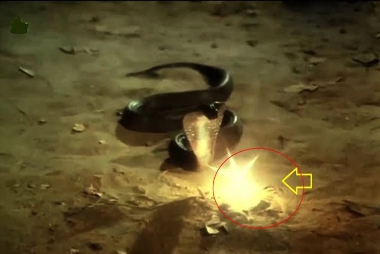 भारत के इस मंदिर में है अदभुत मणि, नाग देवता आज भी करते हैं इसकी रक्षा ...