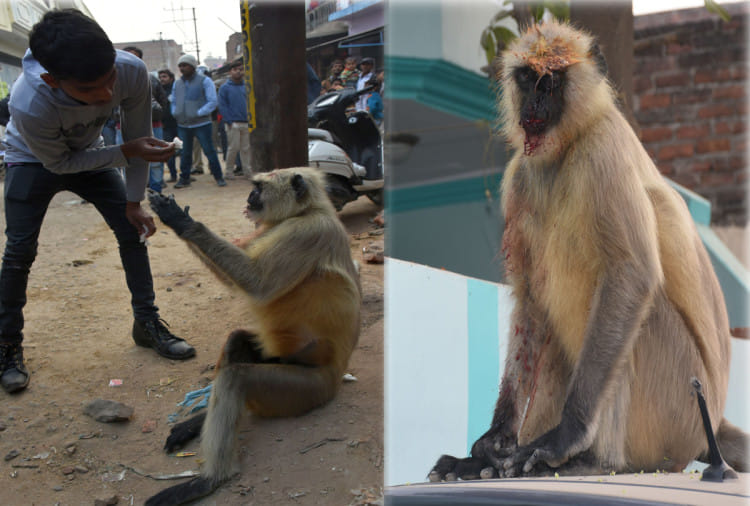 पिटाई से घायल 'बंदर की हालत बिगड़ी', पशु चिकित्सकों ने मेडिकल रिपोर्ट ...