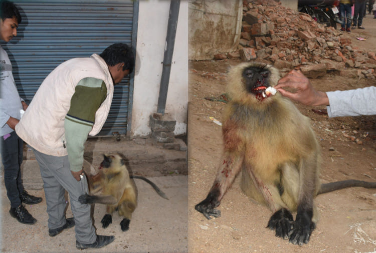 पिटाई से घायल 'बंदर की हालत बिगड़ी', पशु चिकित्सकों ने मेडिकल रिपोर्ट ...