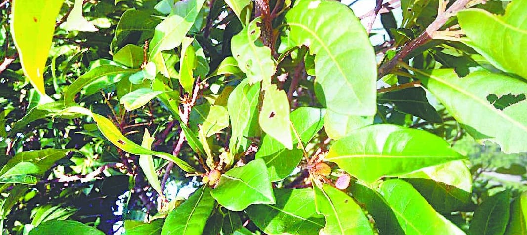 World Forest Day, Lungs Of Kanpur Are Getting Healthy With Small ...