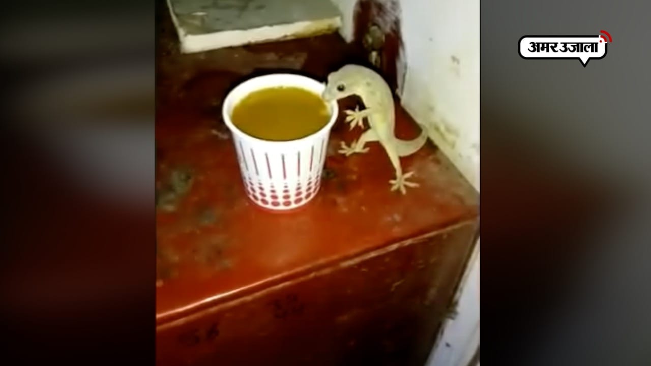 Viral Video Of Lizard Drinking Tea Direct From Cup - Amar Ujala Hindi ...