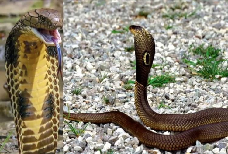 Video Being Viral Of A Couple Who Use Wedding Garland Of Snake In ...