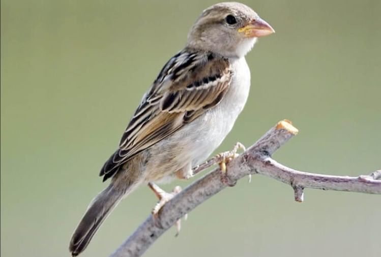 विश्व गौरैया दिवसः गौरैया बिन 'आंगन सूने', वजह भी जान लीजिए - Gauraiya ...