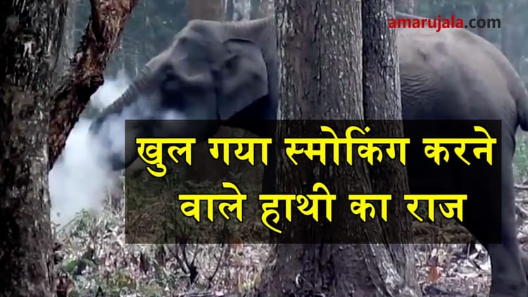 The Truth Behind Smoking Elephant Viral Video Special Story - Amar ...
