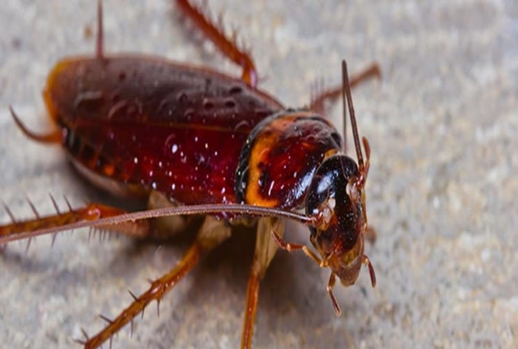 रसोई की ये खास चीज नहीं है तो मंगा कर रख लो छूमंतर हो जाएंगे कॉकरोच ...