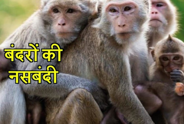 हिमाचल प्रदेश में बंदरो के साथ किया जा रहा है कुछ ऐसा - Himachal ...