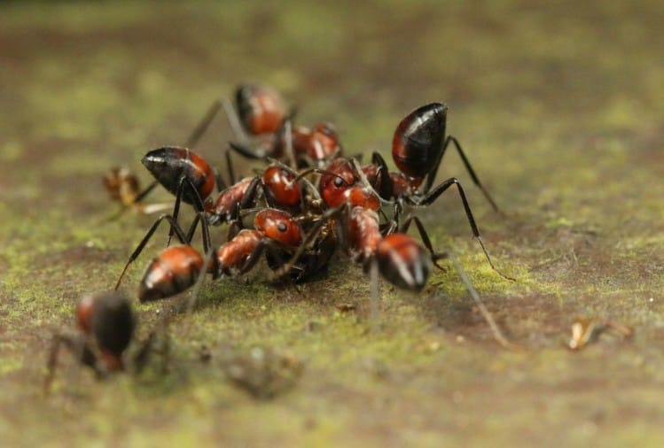 दुनिया की ऐसी चीटियां जो खुद को उड़ा लेती हैं और रिसर्च में नाम मिला है ...