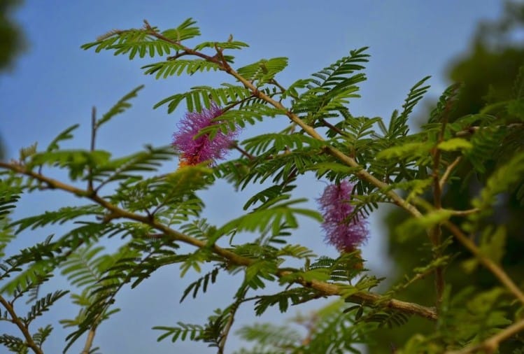 Shani Jayanti 2018 Know The Importance Of Shami Plant - Amar Ujala ...