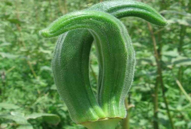 Amazing Benefits Of Drinking Lady Finger Water - Amar Ujala Hindi News ...