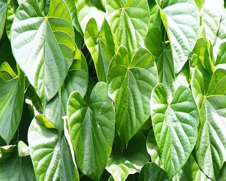 Giloy Side Effects And Disadvantages In Hindi Giloy Ke Nuksan - Amar ...