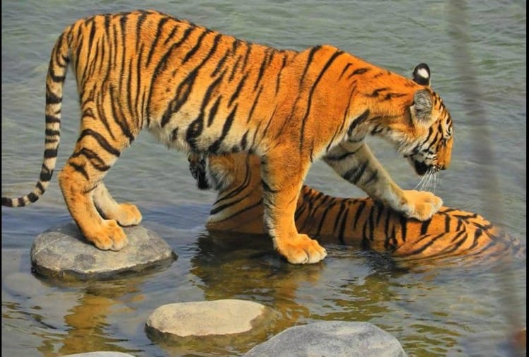 उत्तराखंड:कॉर्बेट पार्क से लाए गए बाघ को राजाजी टाइगर रिजर्व की मोतीचूर ...