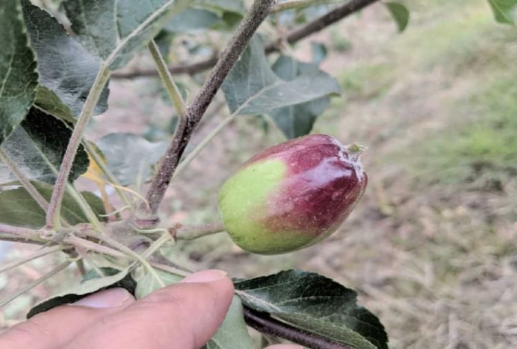 Gardeners Of Himachal Betrayed In The Name Of 'modi Apple' - Amar Ujala ...