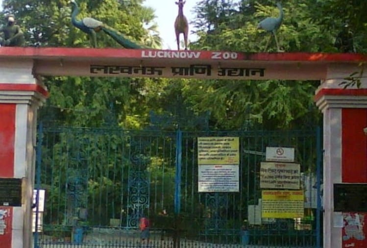 Hukku Monkey Will Come From Shillong In Lucknow Zoo - Amar Ujala Hindi ...