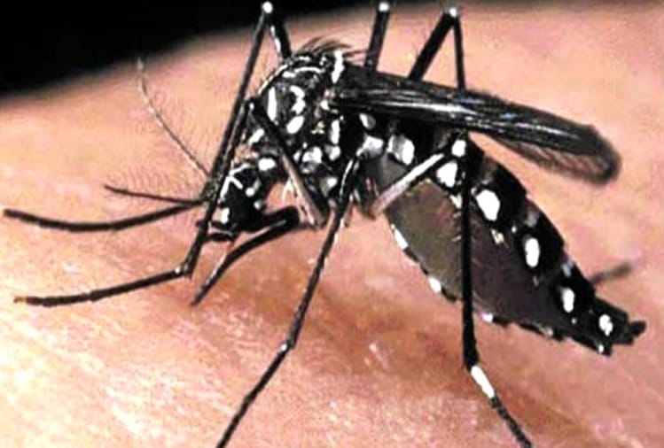 Mosquitoes Teeth How Many