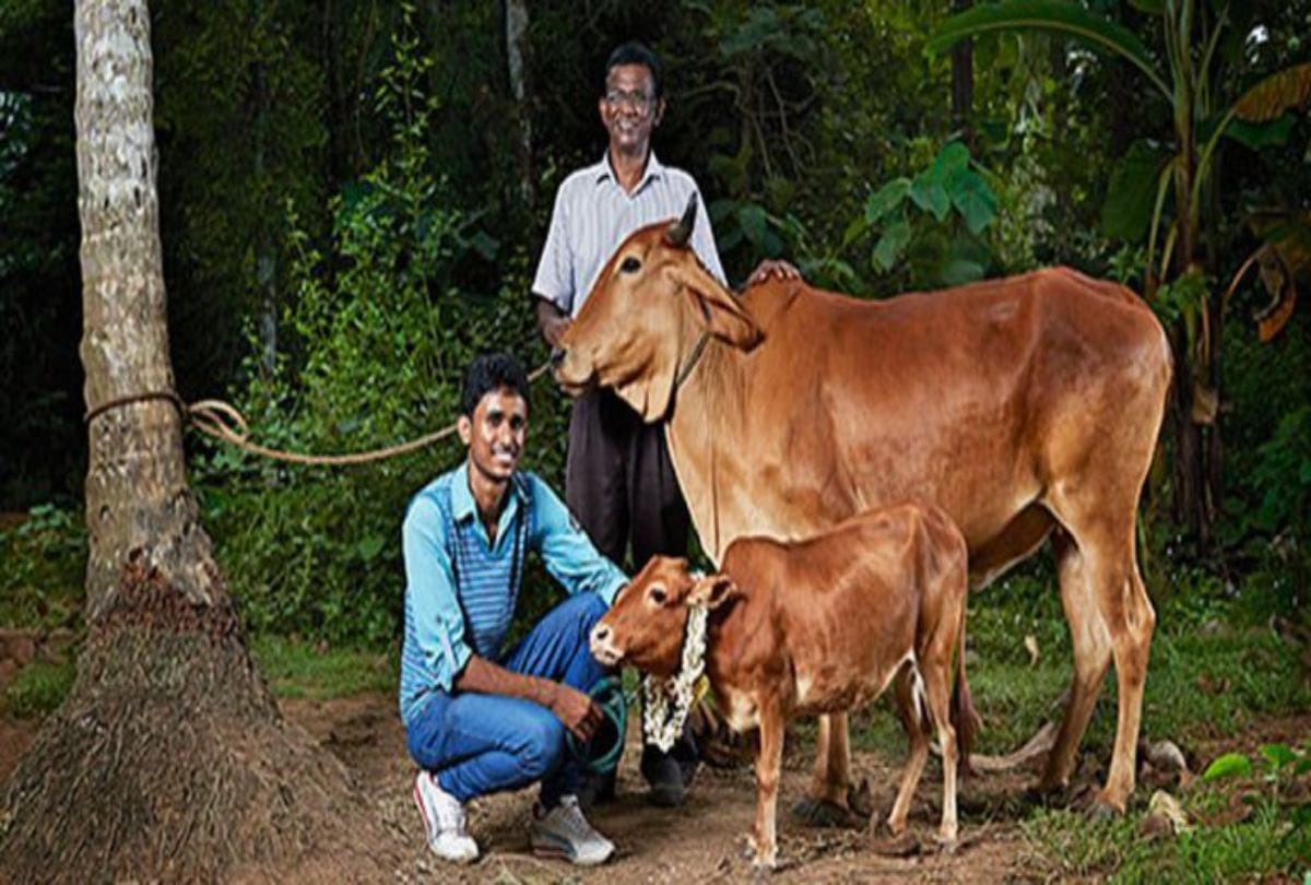 Manikyam Is Worlds Shortest Cow Recognised By Guinness World Record ...