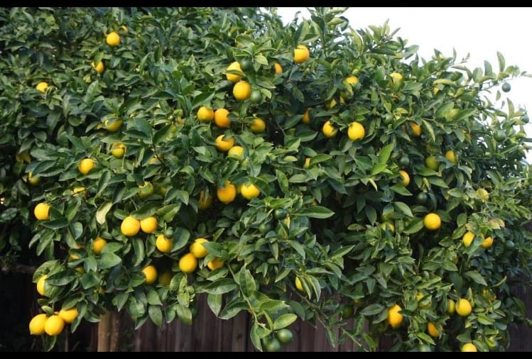 'दुश्मनी' के बीच भारतीयों को पसंद आई पाकिस्तान की एक चीज, जो अब हर किसी ...